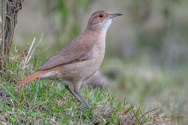 Argentina National Bird The Hornero
