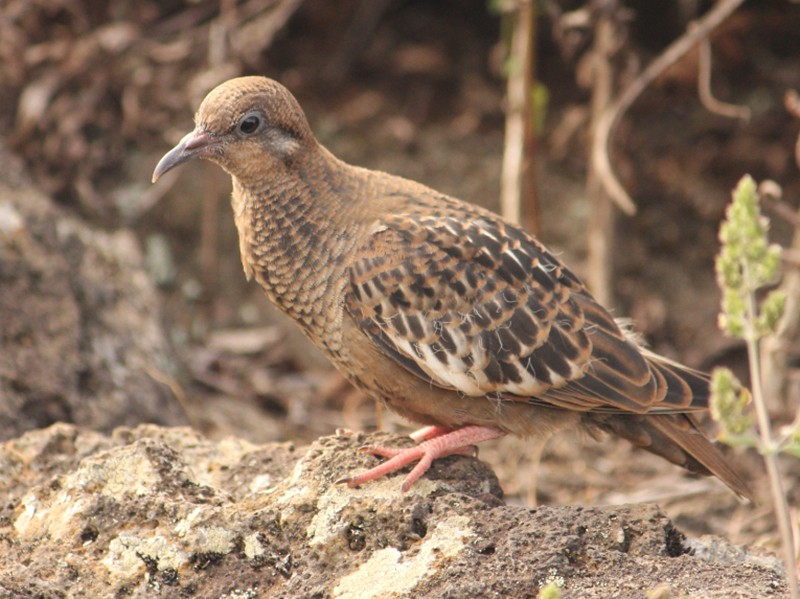 Galapagos Dove - eBird