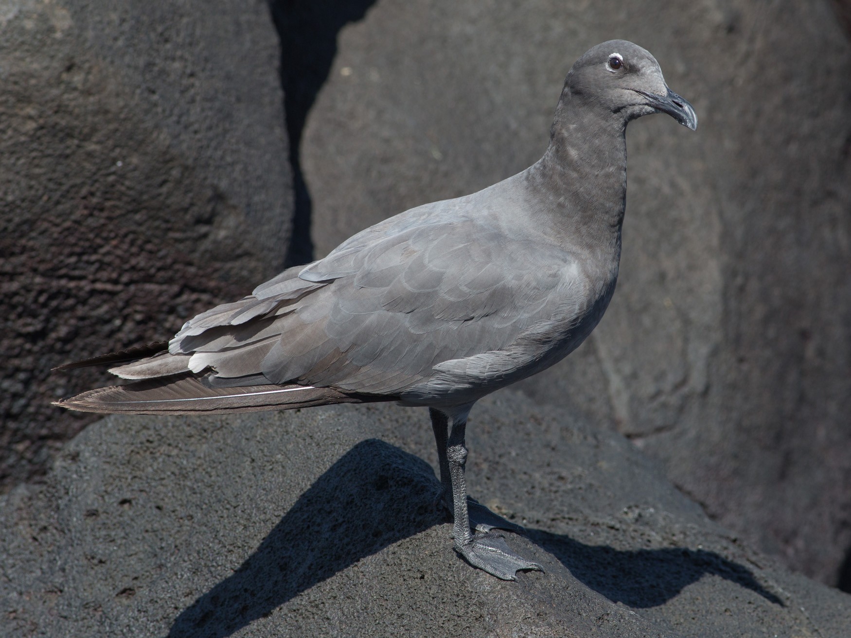 Lava Gull - eBird