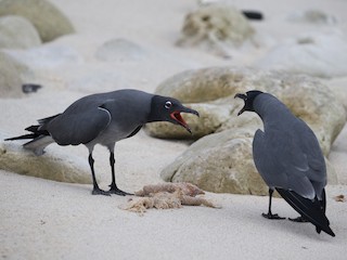 Lava Gull - eBird