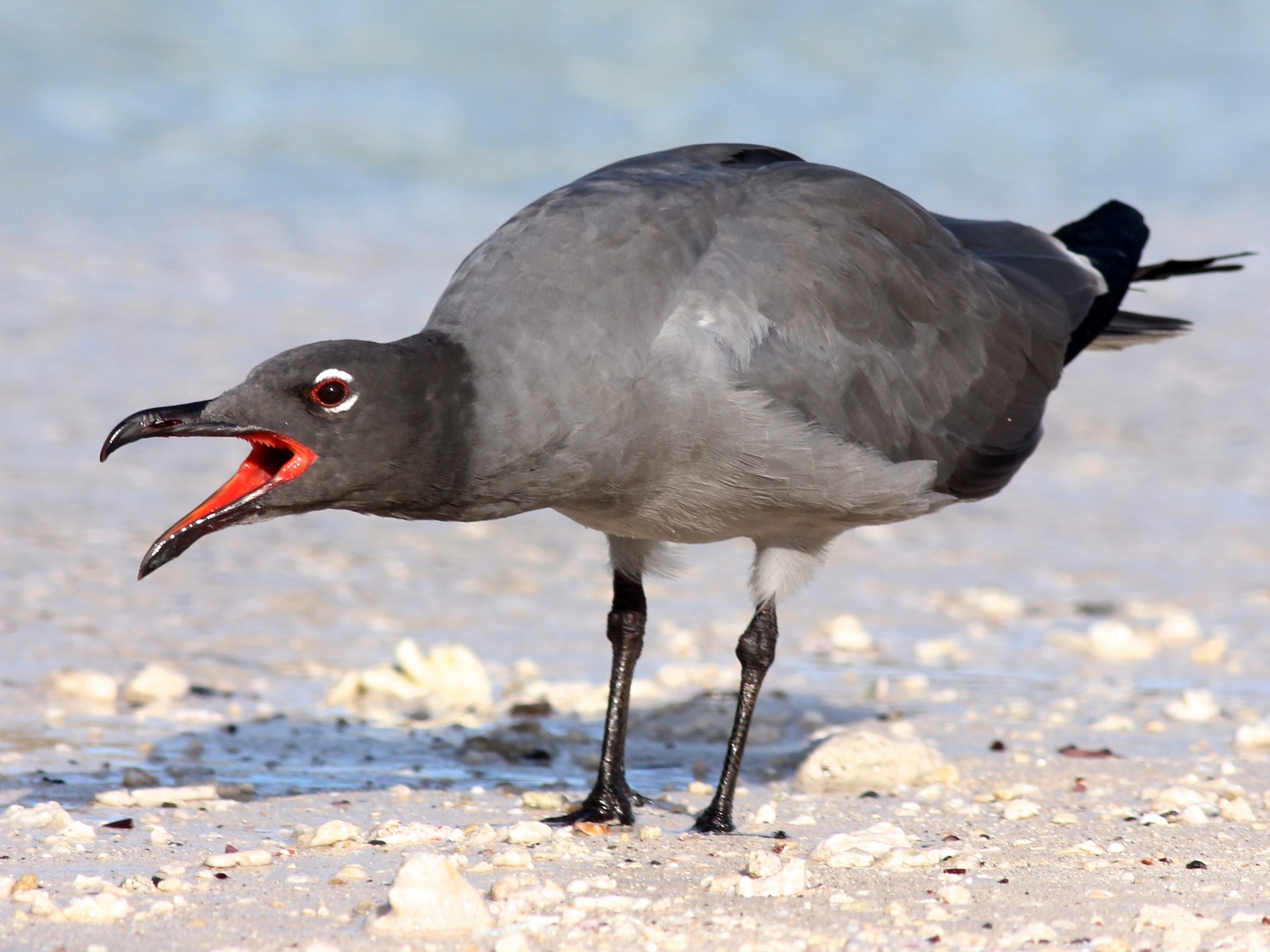 Lava Gull Lava Gull Facts, Diet, Habitat & Pictures On Animalia.bio