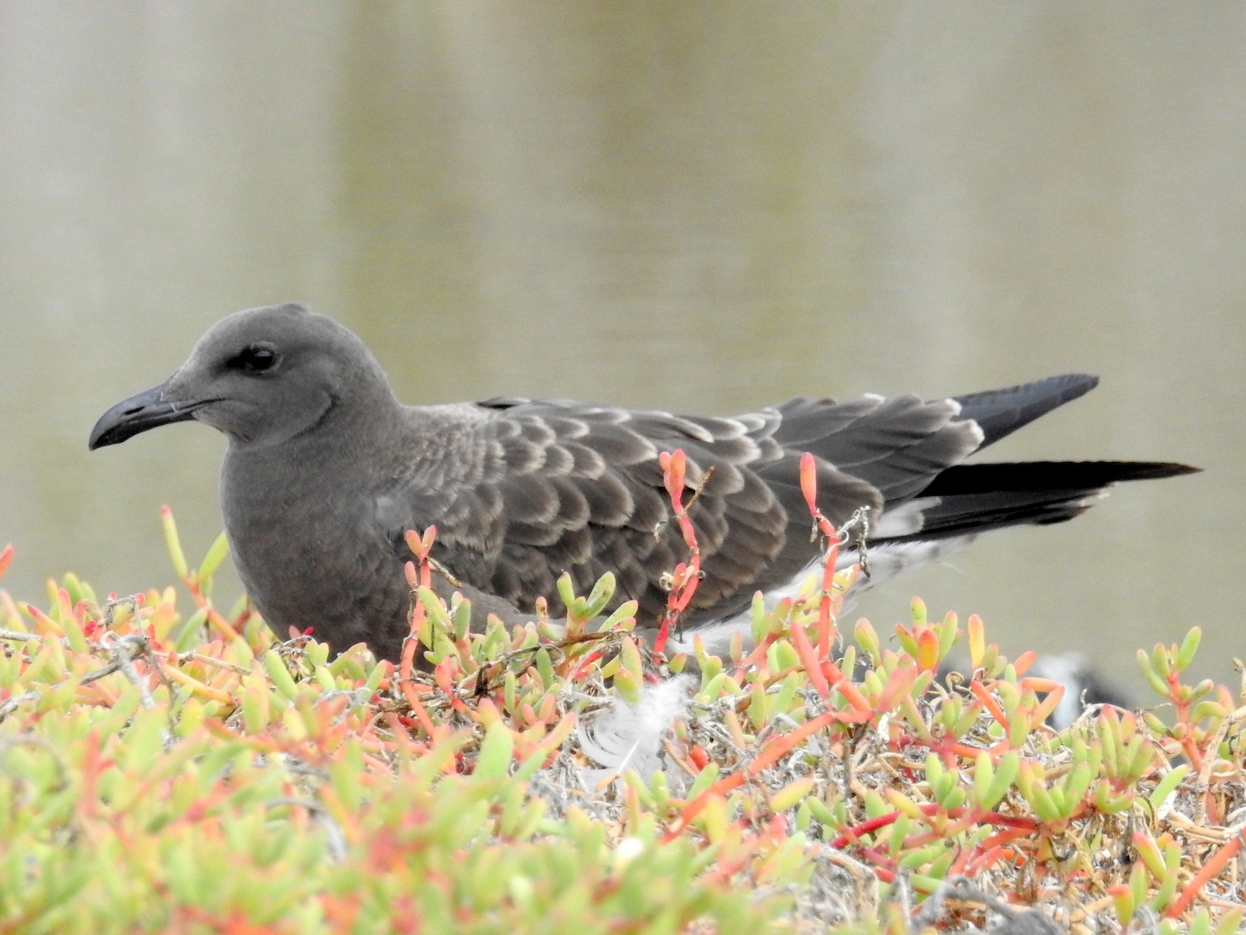 Lava Gull - eBird