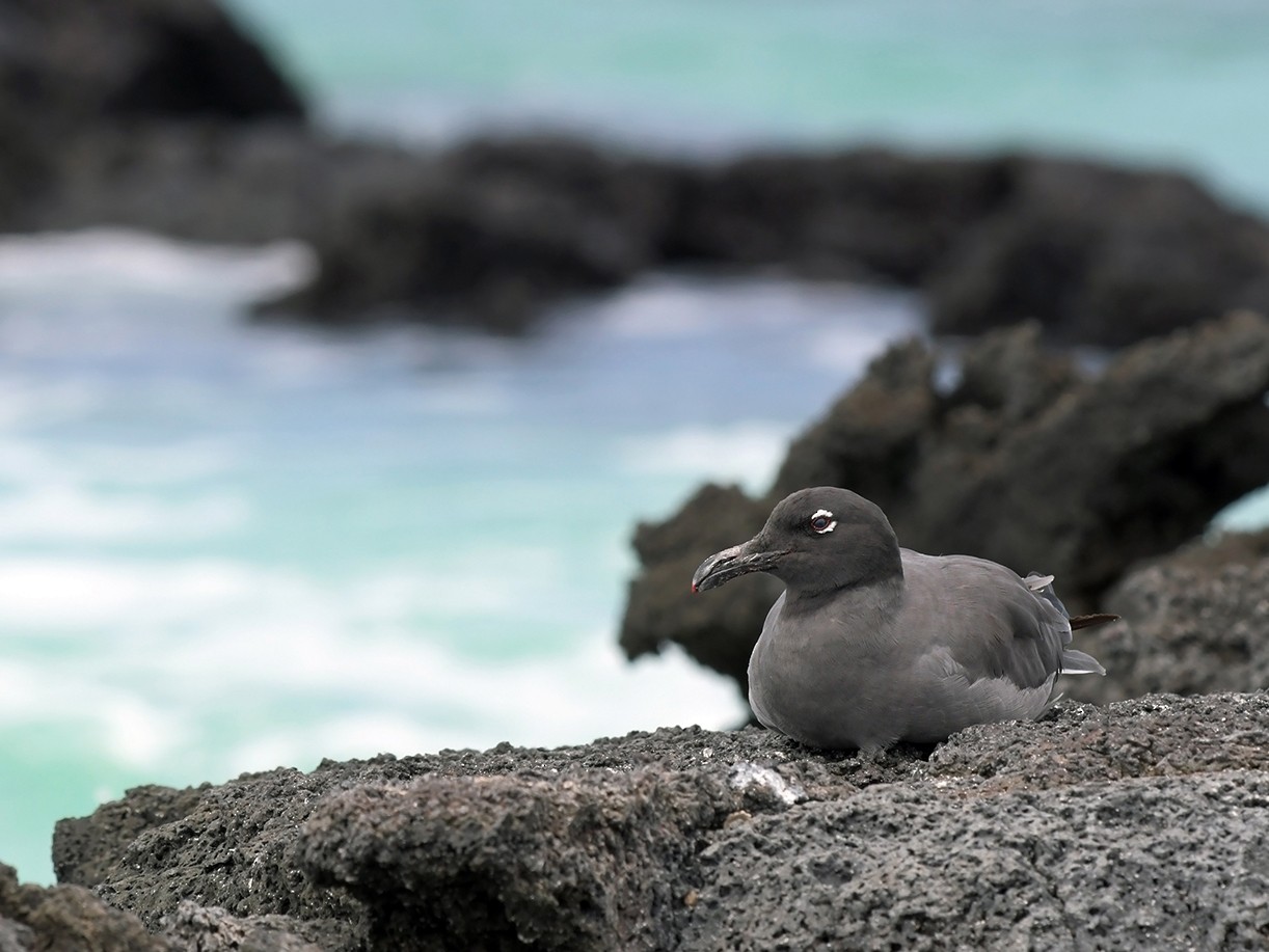 Lava Gull - eBird