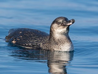 Manchot des Galapagos - eBird