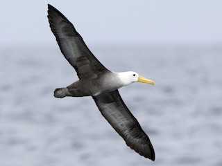 Waved Albatross - eBird