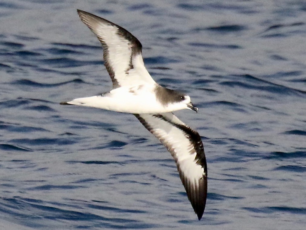 Galapagos Petrel - eBird