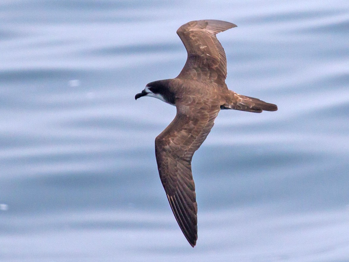 Galapagos Petrel - eBird