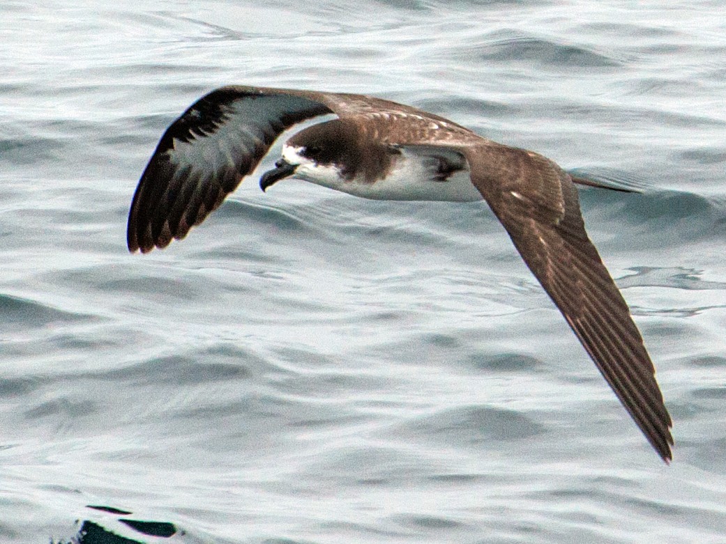 Galapagos Petrel - eBird