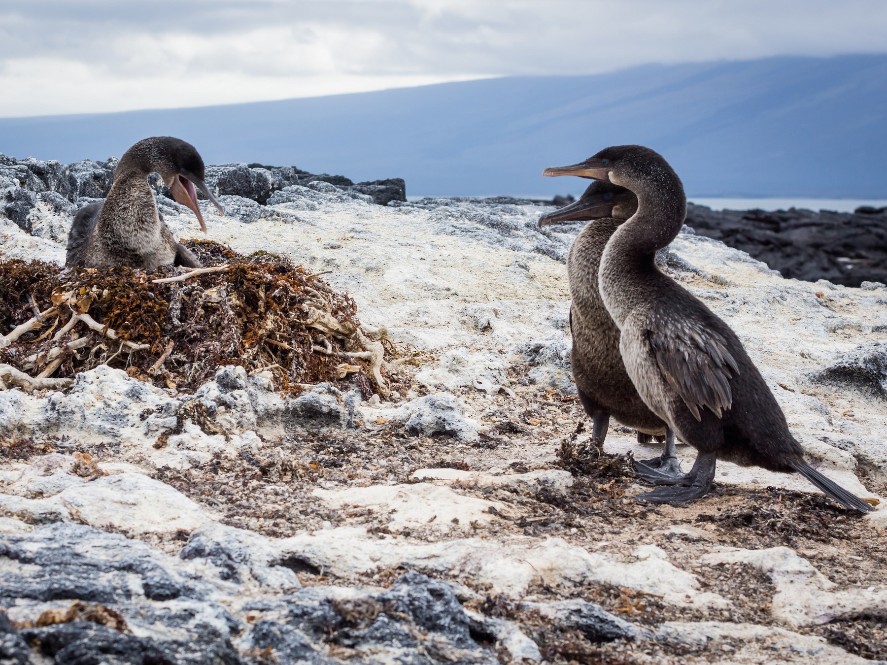 Flightless Cormorant - eBird