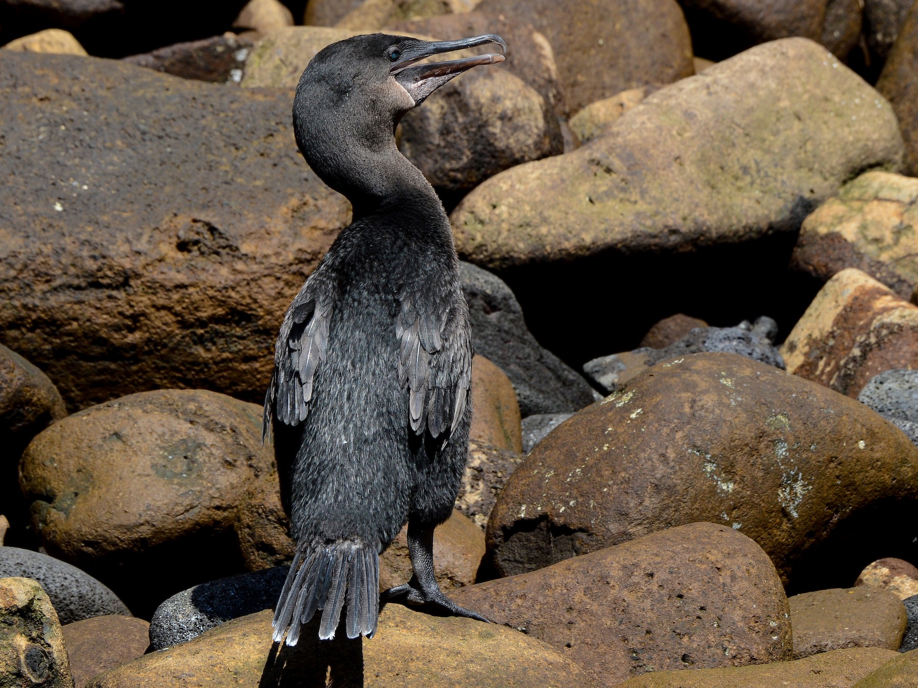Cormoran aptère - eBird