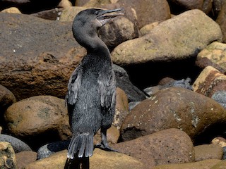 Flightless Cormorant - eBird