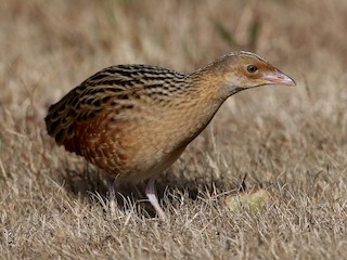 Corn Crake - eBird