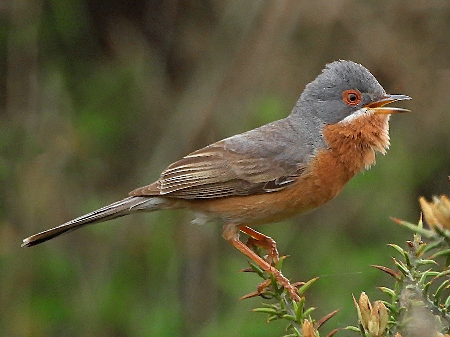 Curruca carrasqueña occidental/carrasqueña oriental - eBird