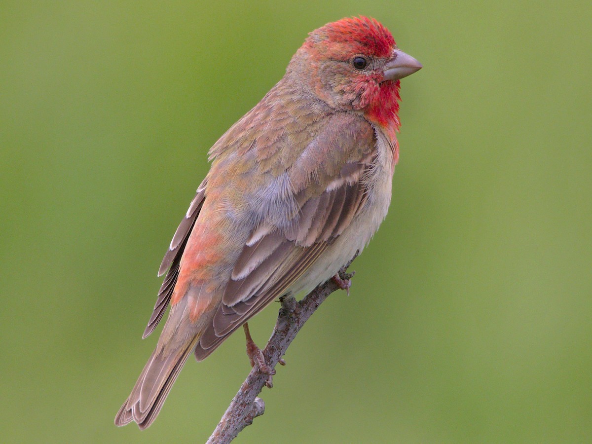 Common Rosefinch - Carpodacus erythrinus - Birds of the World