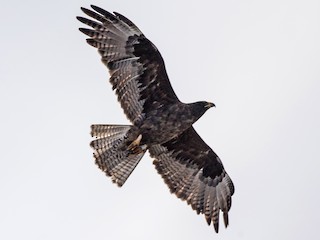Galapagos Hawk - eBird