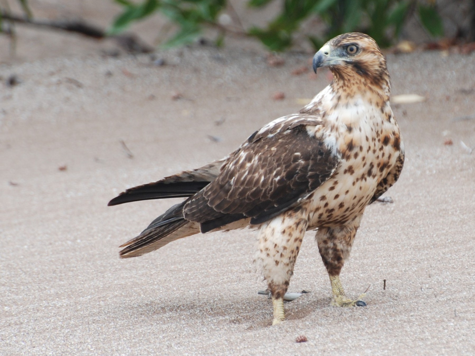 Galapagos Hawk - eBird