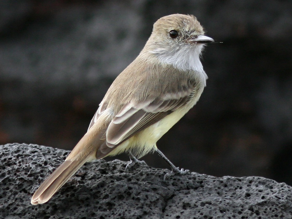 Galapagos Flycatcher - Myiarchus magnirostris - Birds of the World