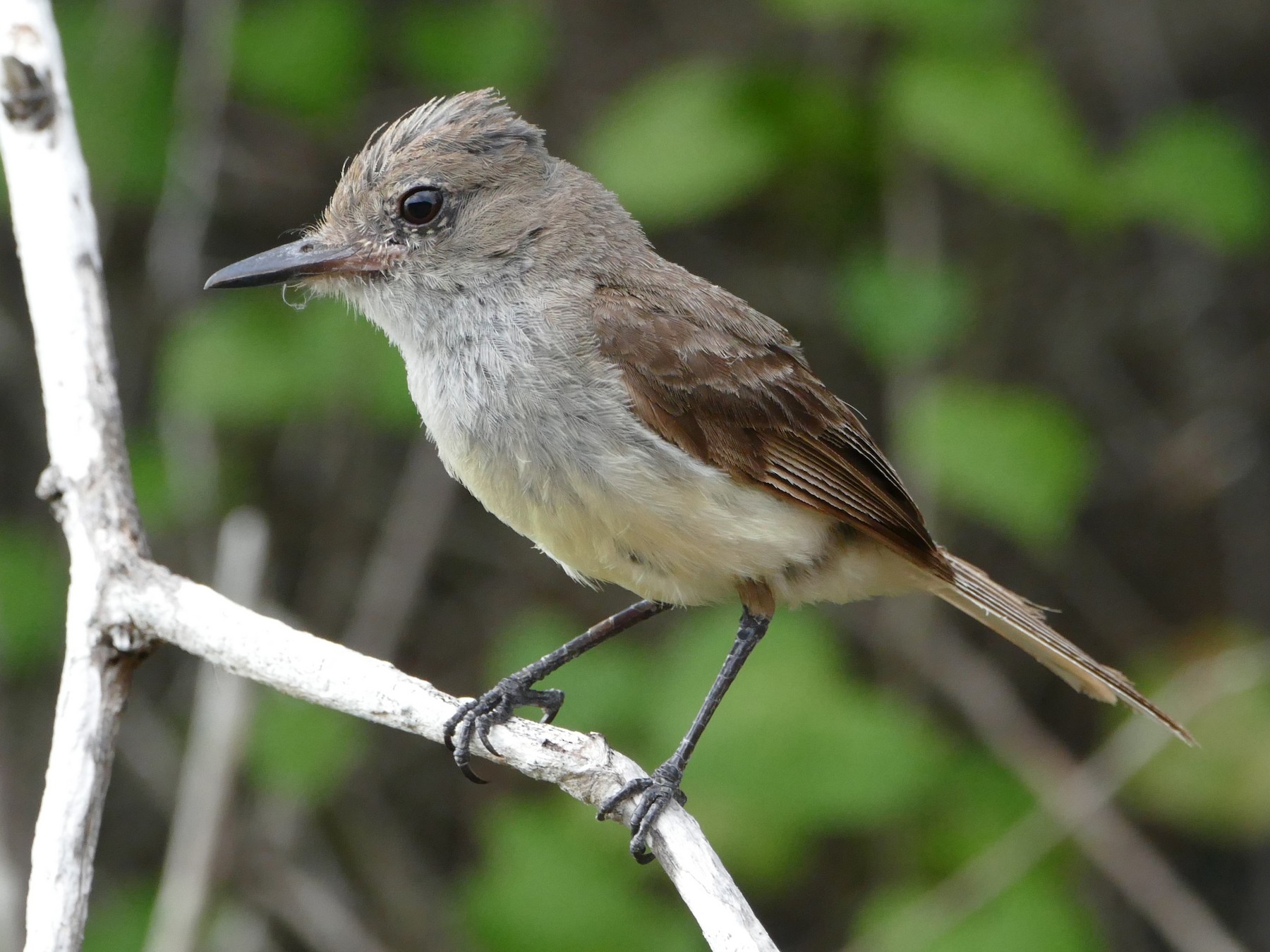 Galapagos Flycatcher - eBird