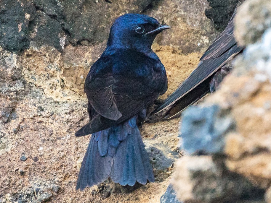 Galapagos Martin - Progne modesta - Birds of the World
