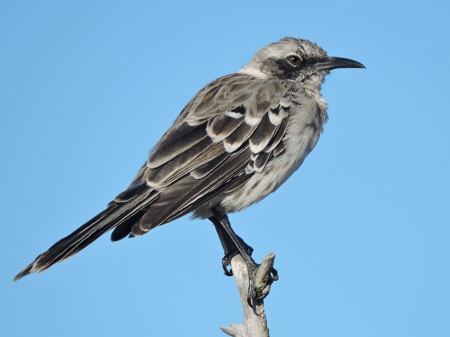 Galapagos Mockingbird - eBird