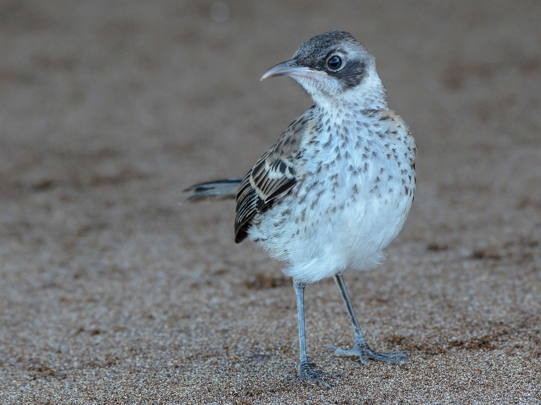 Galapagos Mockingbird - eBird