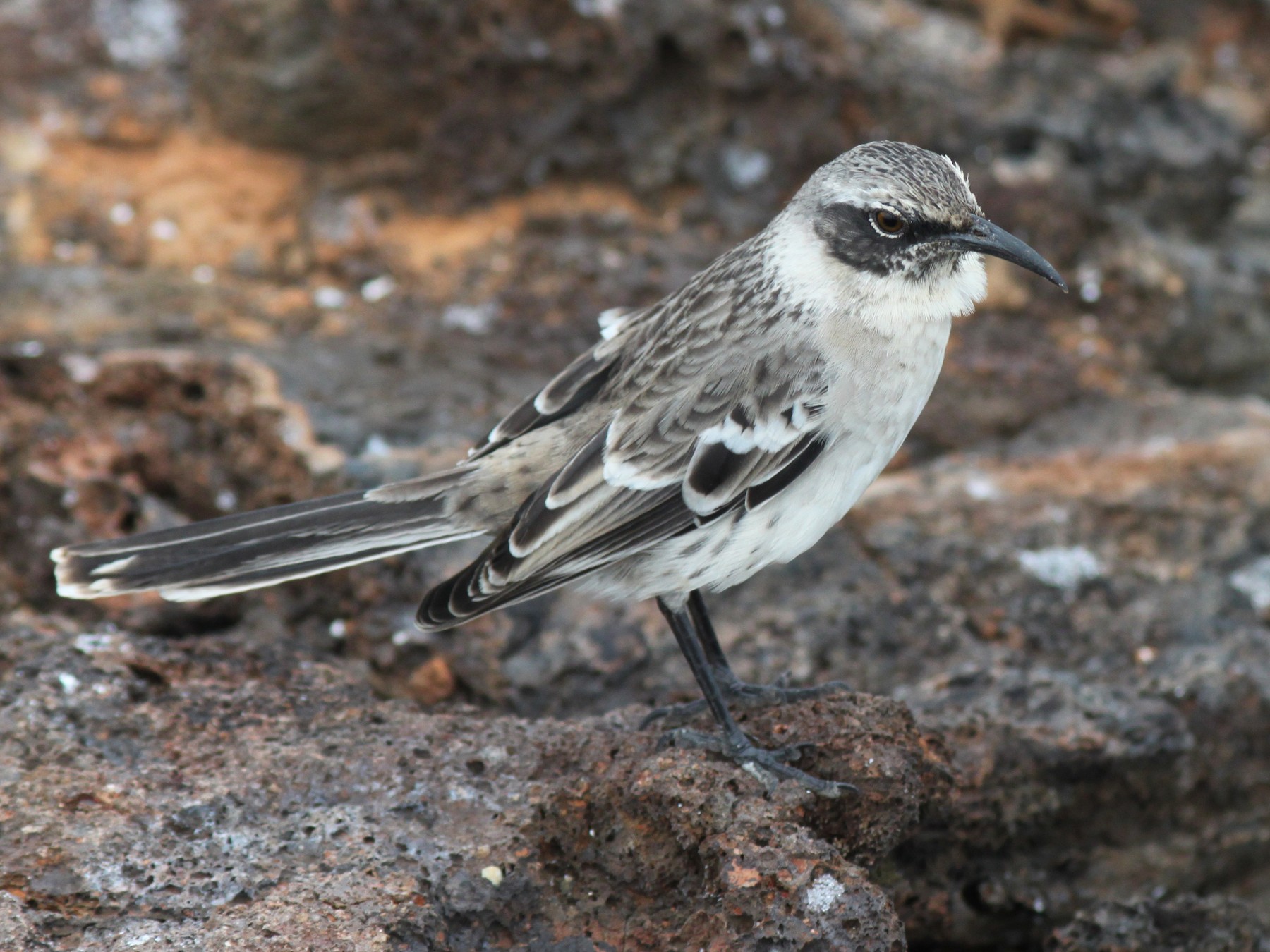 Galapagos Mockingbird - eBird
