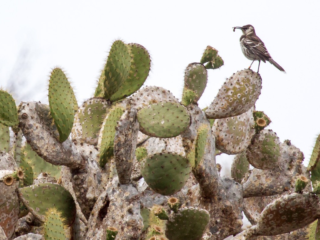 Floreana Mockingbird - eBird
