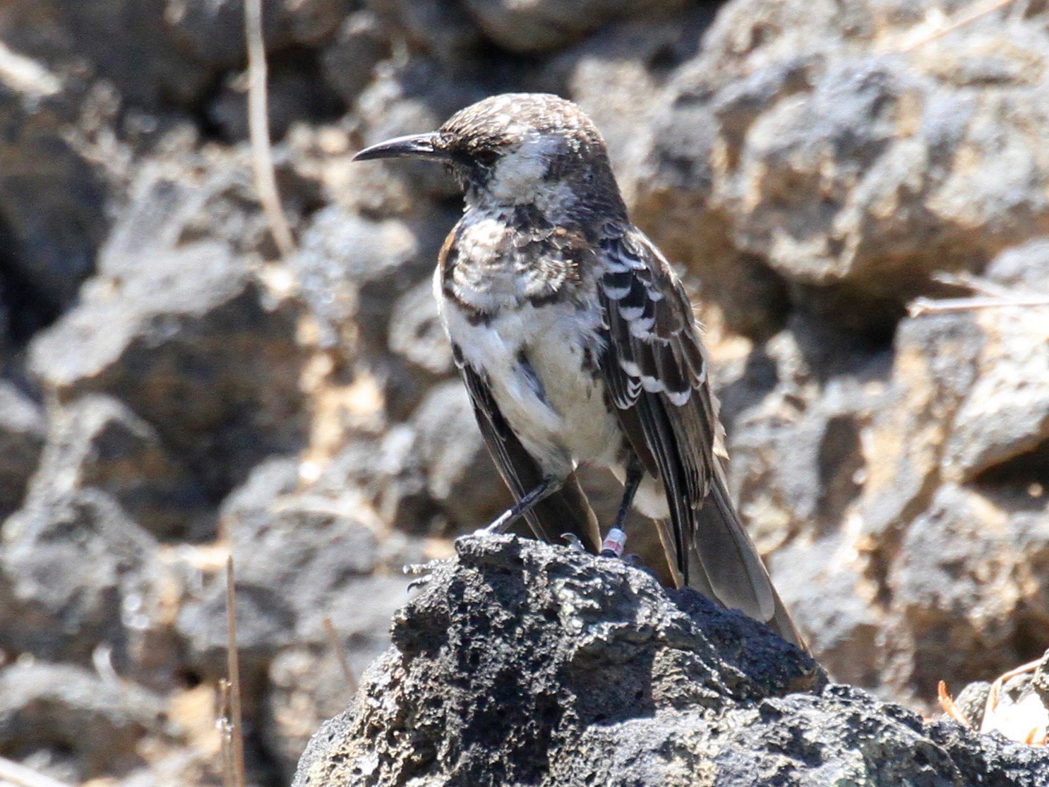 Floreana Mockingbird - eBird
