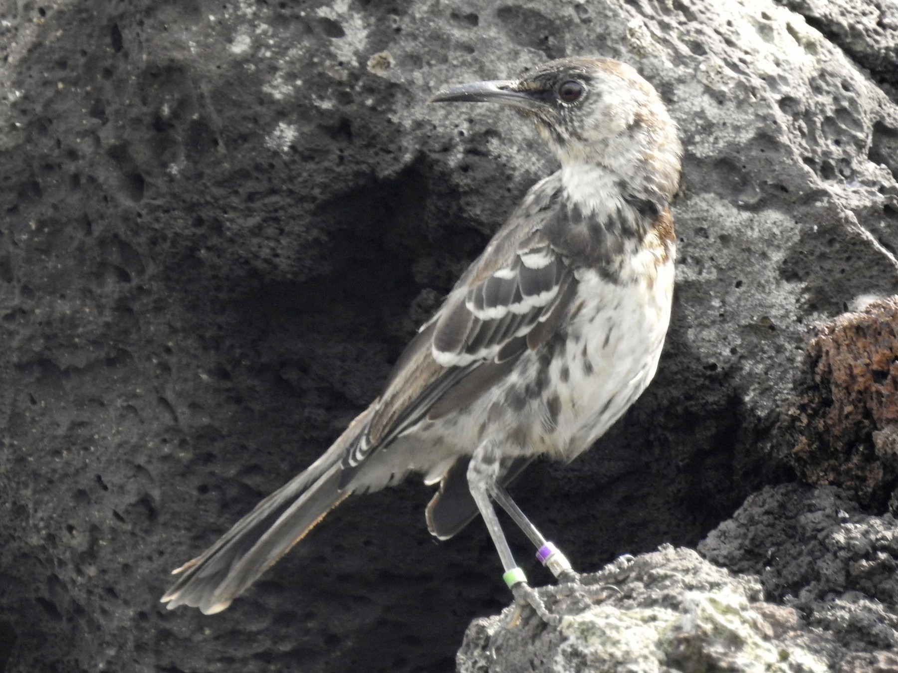 Floreana Mockingbird - eBird