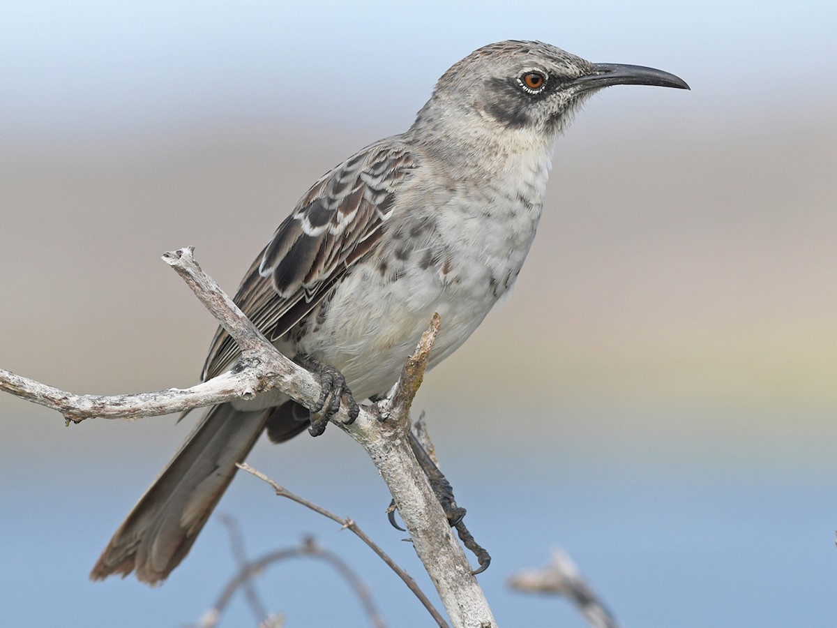 Española Mockingbird - Mimus macdonaldi - Birds of the World