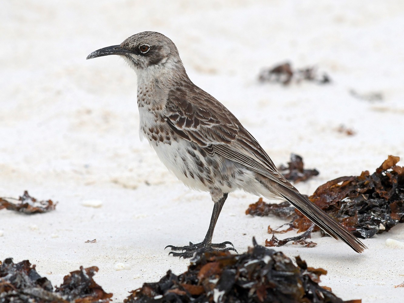 Española Mockingbird - eBird