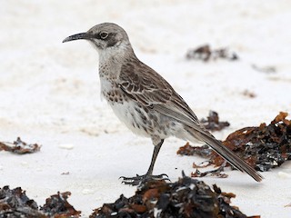 Española Mockingbird - eBird