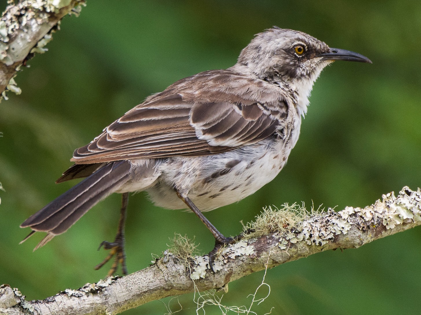 San Cristobal Mockingbird - eBird