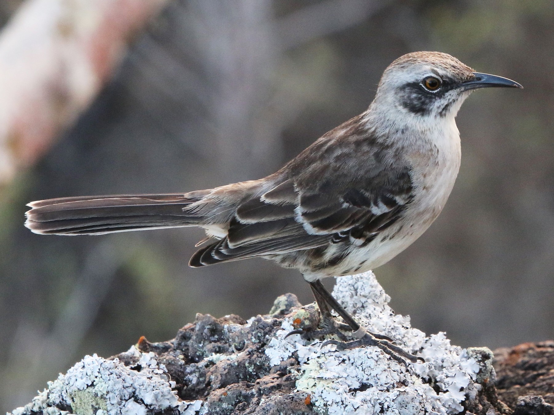 San Cristobal Mockingbird - eBird