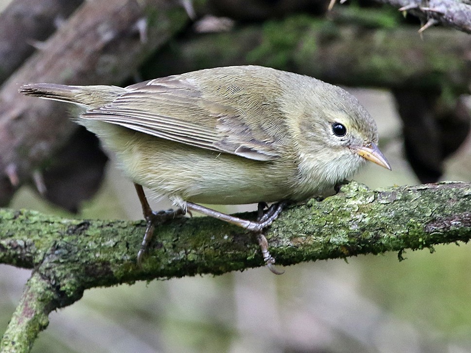Green Warbler-Finch - eBird