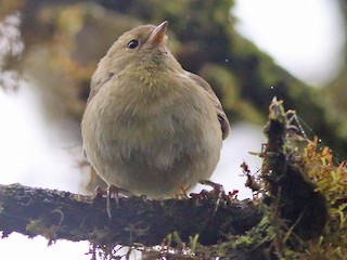 Green Warbler-Finch - eBird