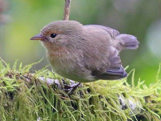Green Warbler-Finch - eBird