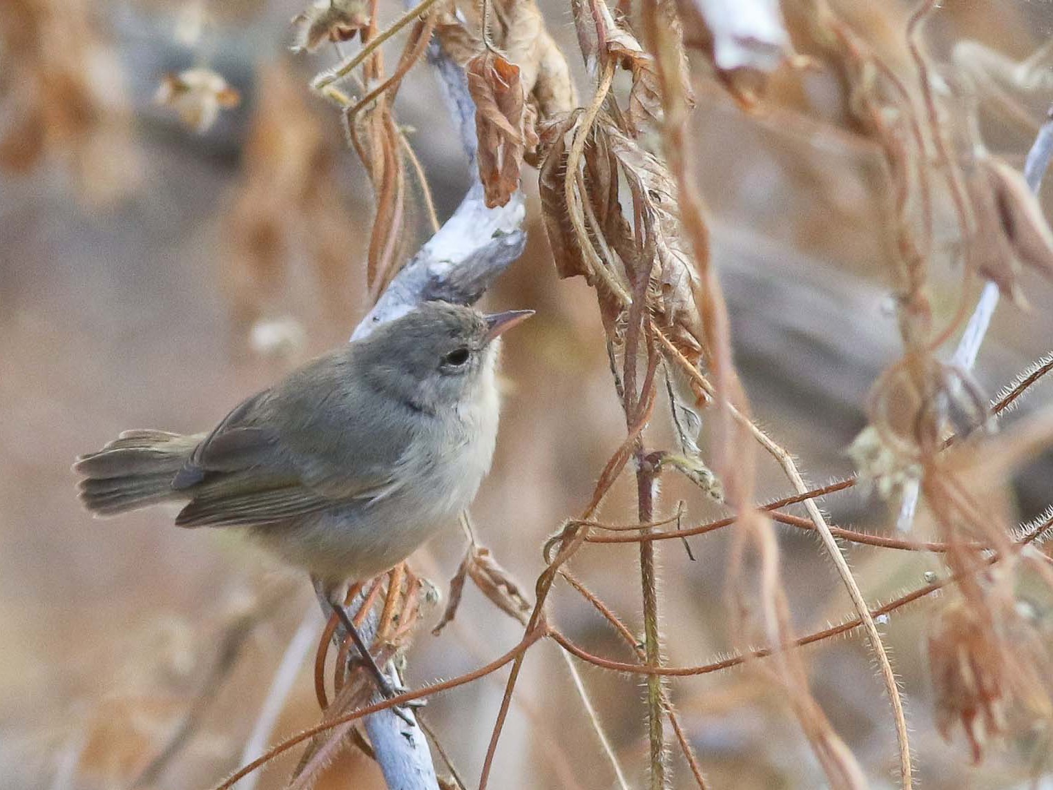 Green Warbler-Finch - eBird
