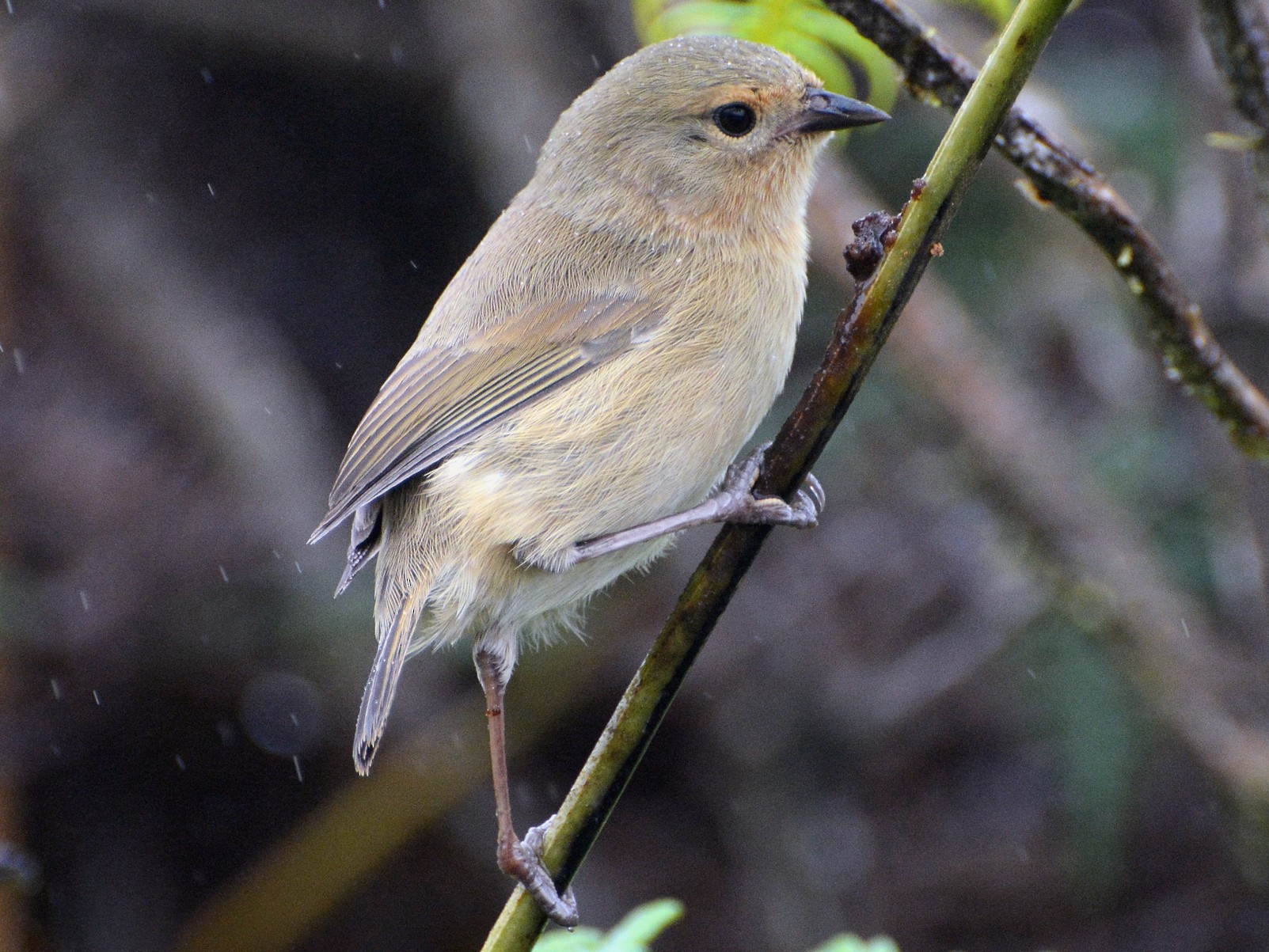 Green Warbler-Finch - eBird