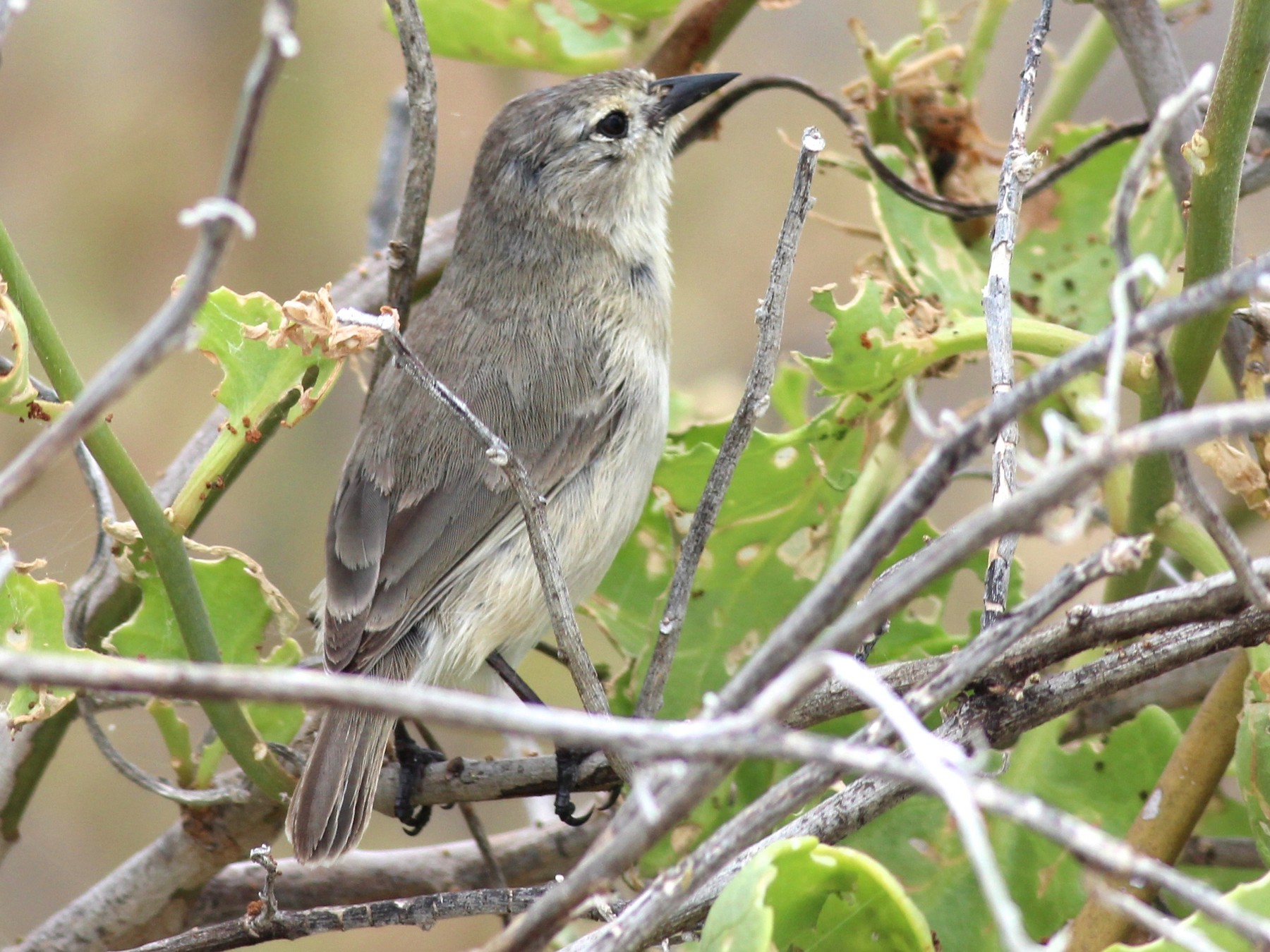 Gray Warbler-Finch - eBird