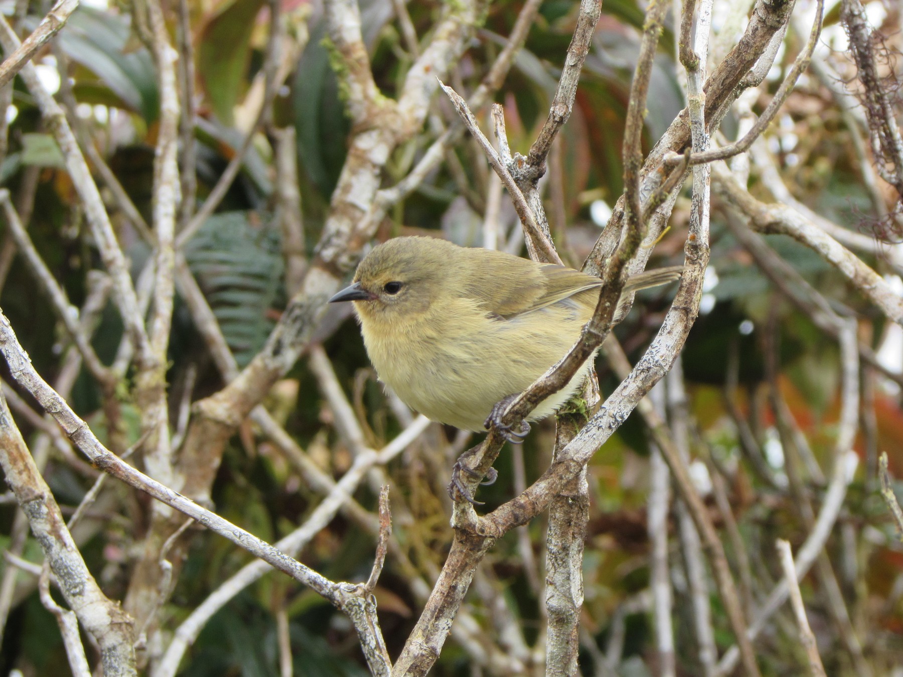 Gray Warbler-Finch - eBird