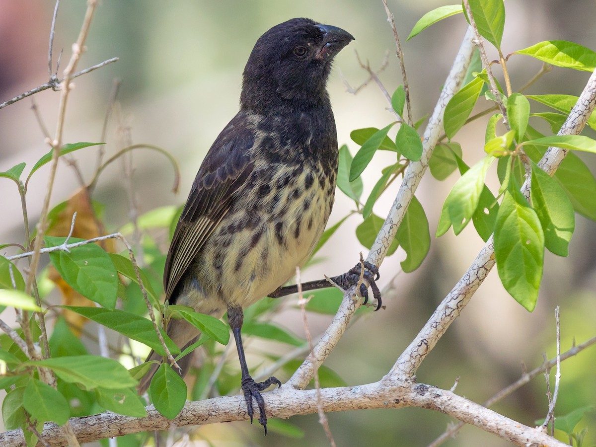 Vegetarian Finch - Platyspiza crassirostris - Birds of the World