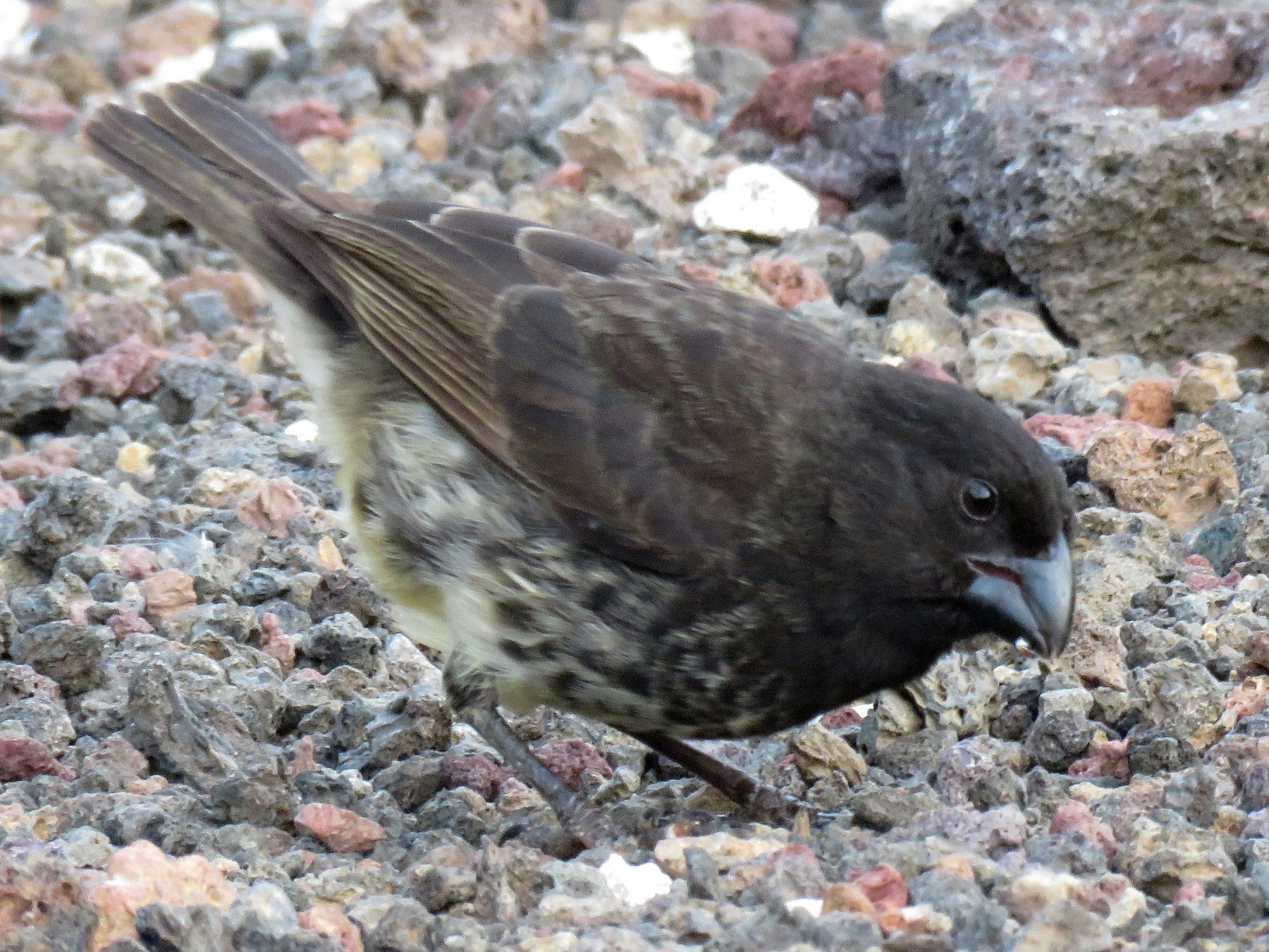 Pinzón de Darwin Vegetariano - eBird