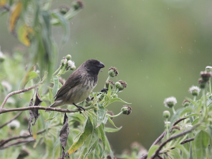 Large Tree-Finch - eBird