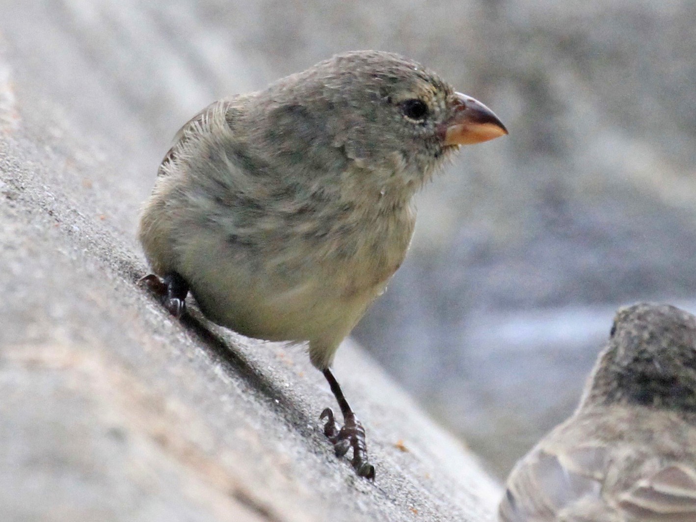 Medium Tree-Finch - eBird