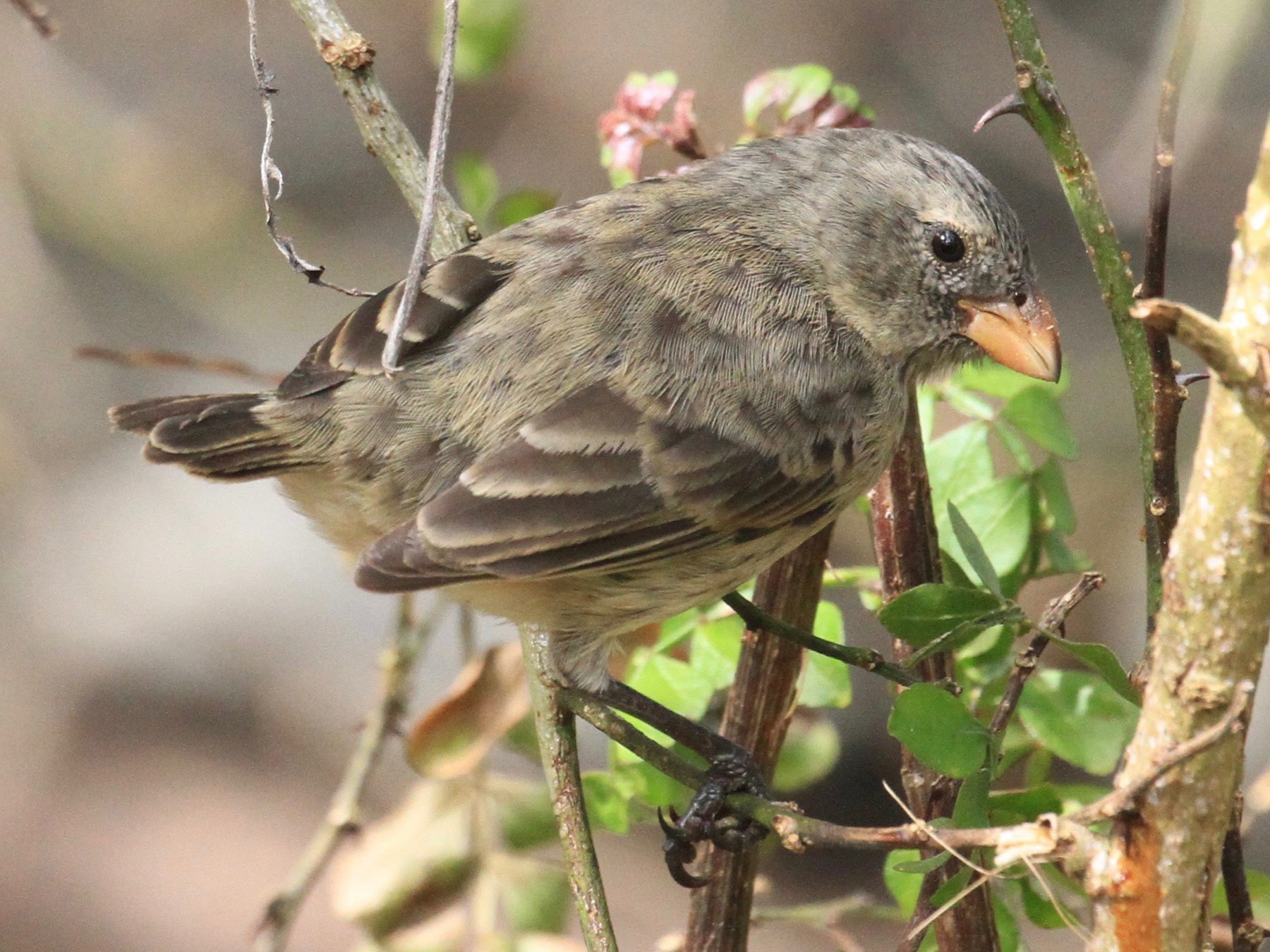 Medium Tree-Finch - eBird