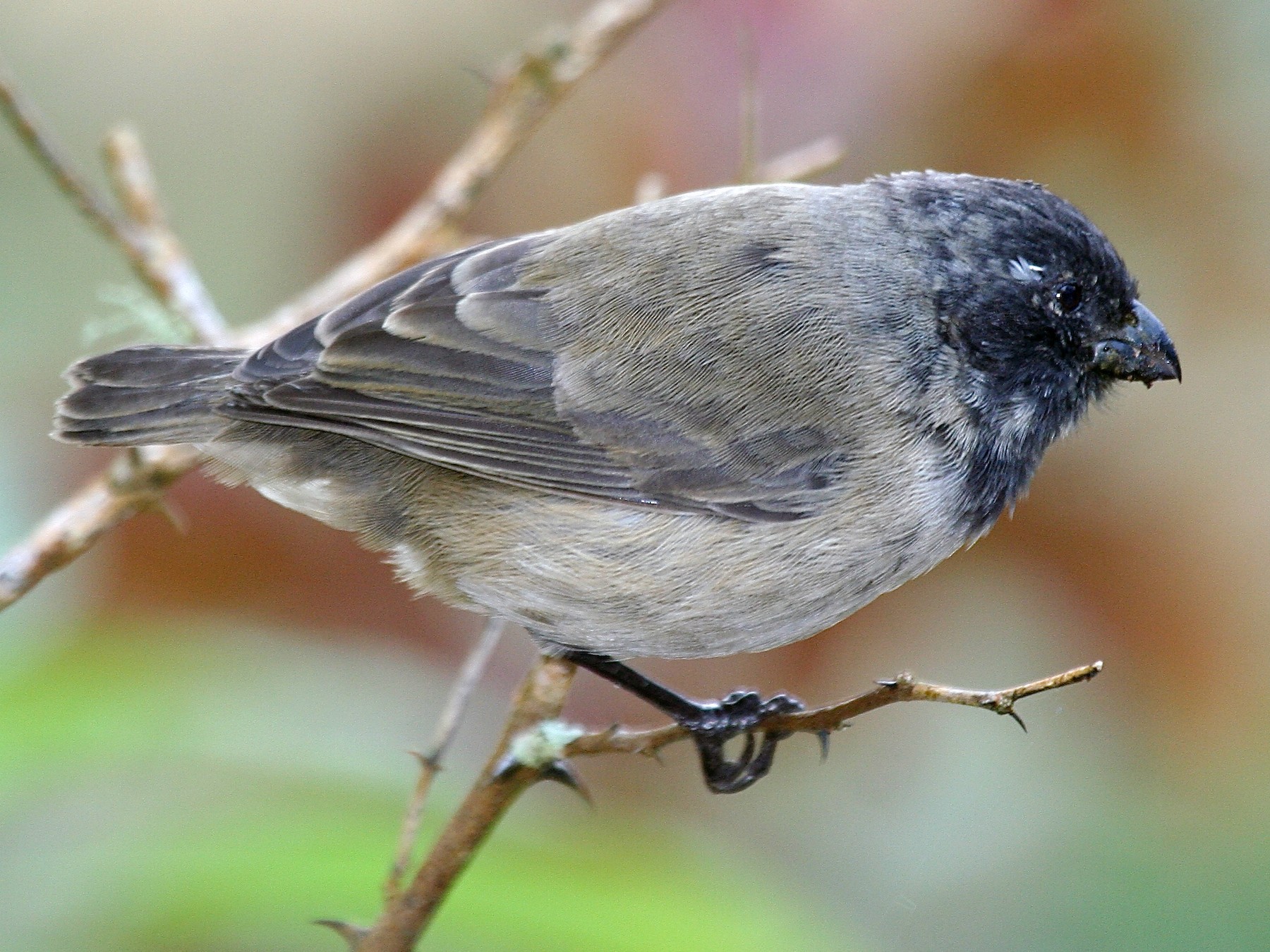 Medium Tree-Finch - eBird