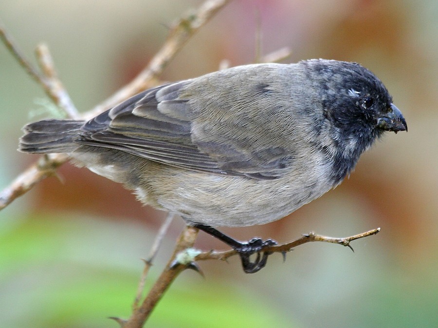 Medium Tree-Finch - eBird