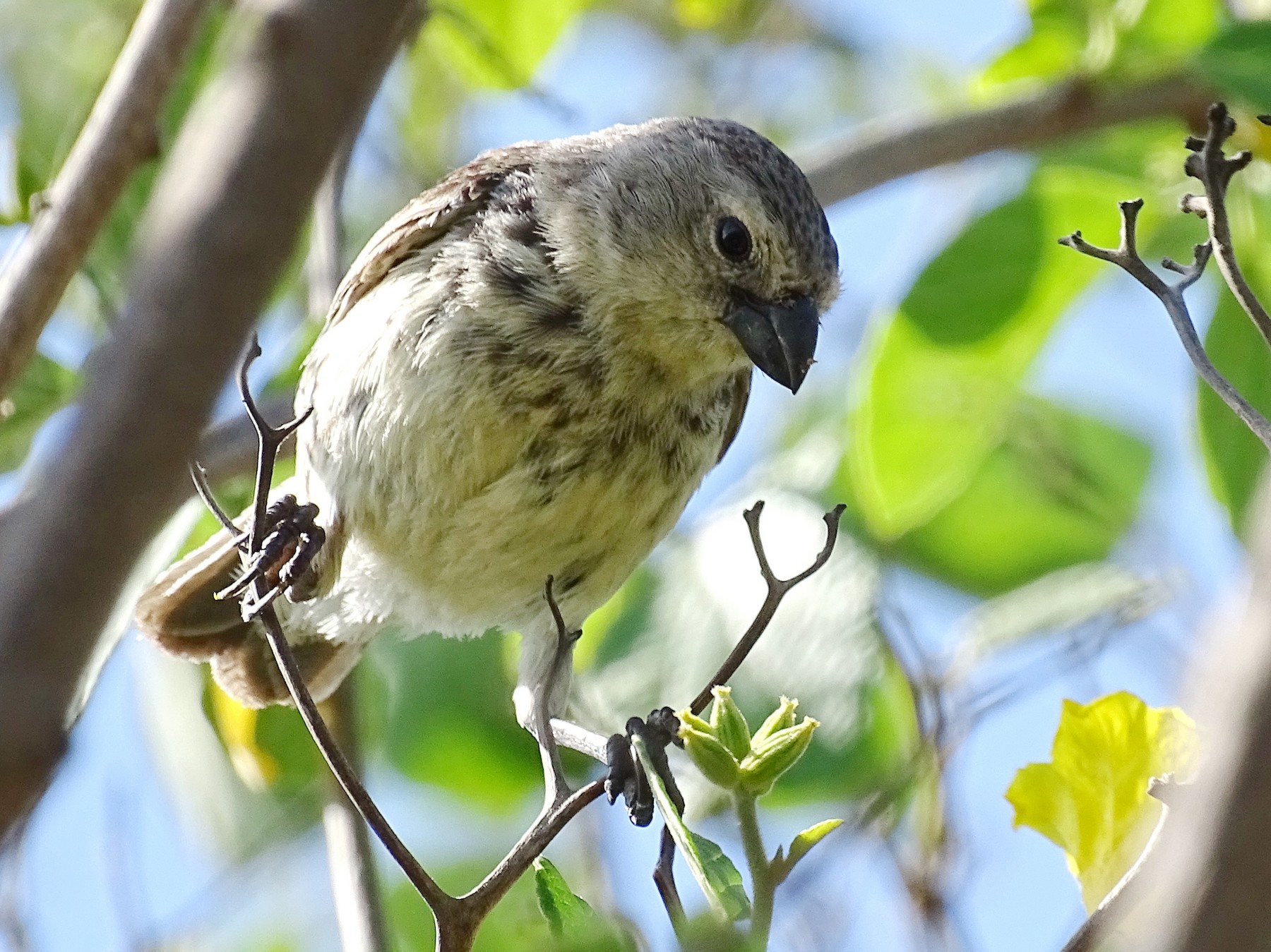 Medium Tree-Finch - eBird