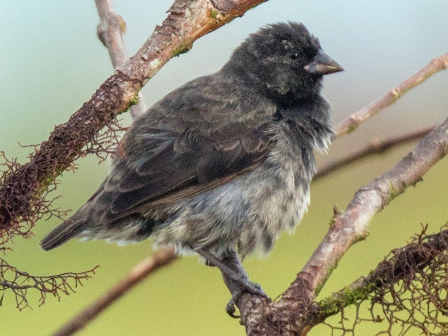 Small Tree-Finch - eBird